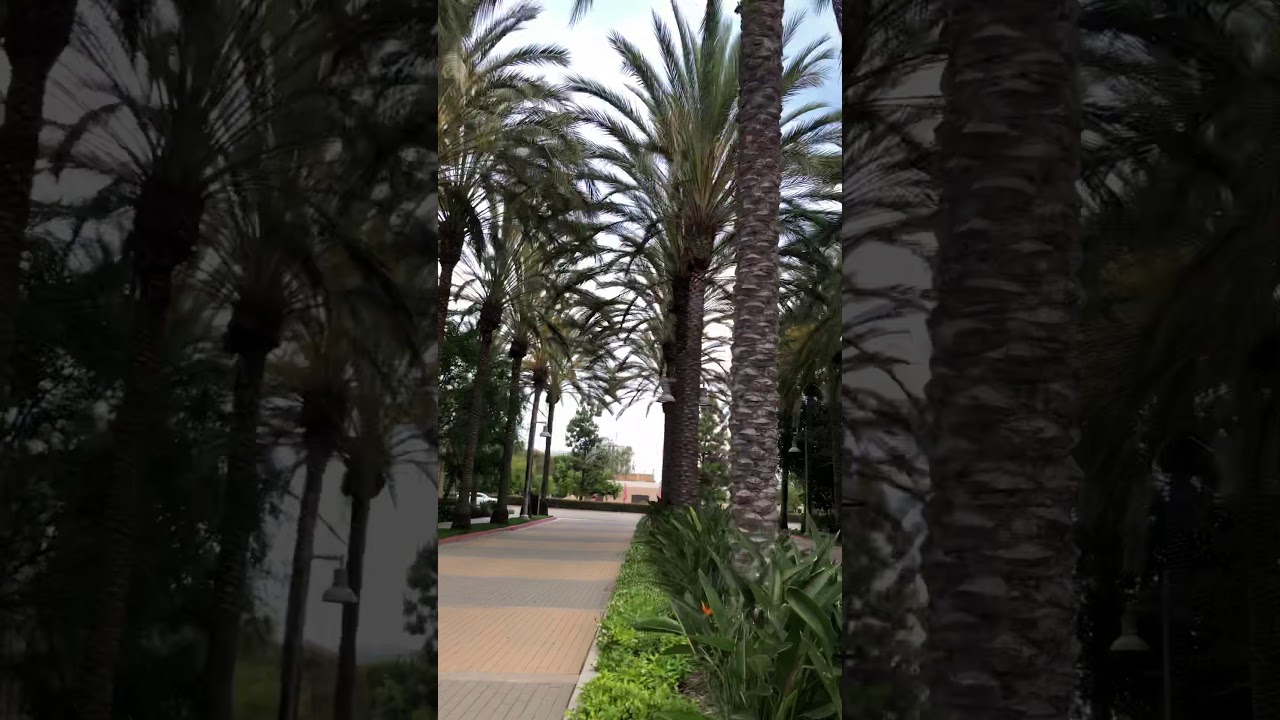 Palm trees in Irvine , CA - YouTube