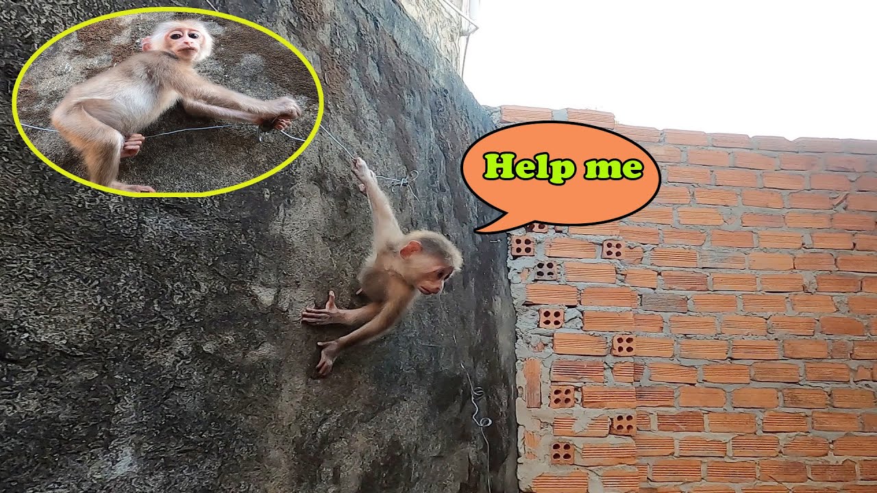 Rescue the monkey Ricky - YouTube