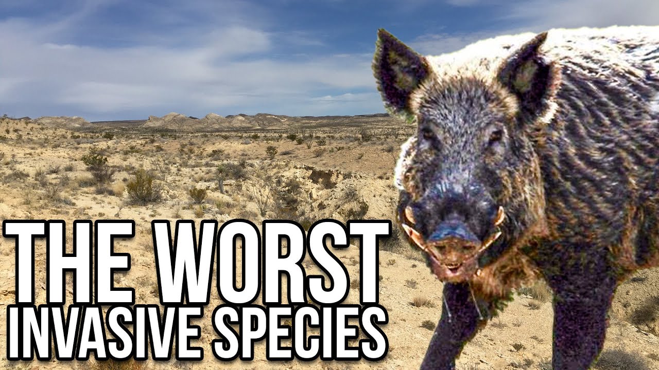 Ranking the 8 Worst Invasive Species in America - YouTube