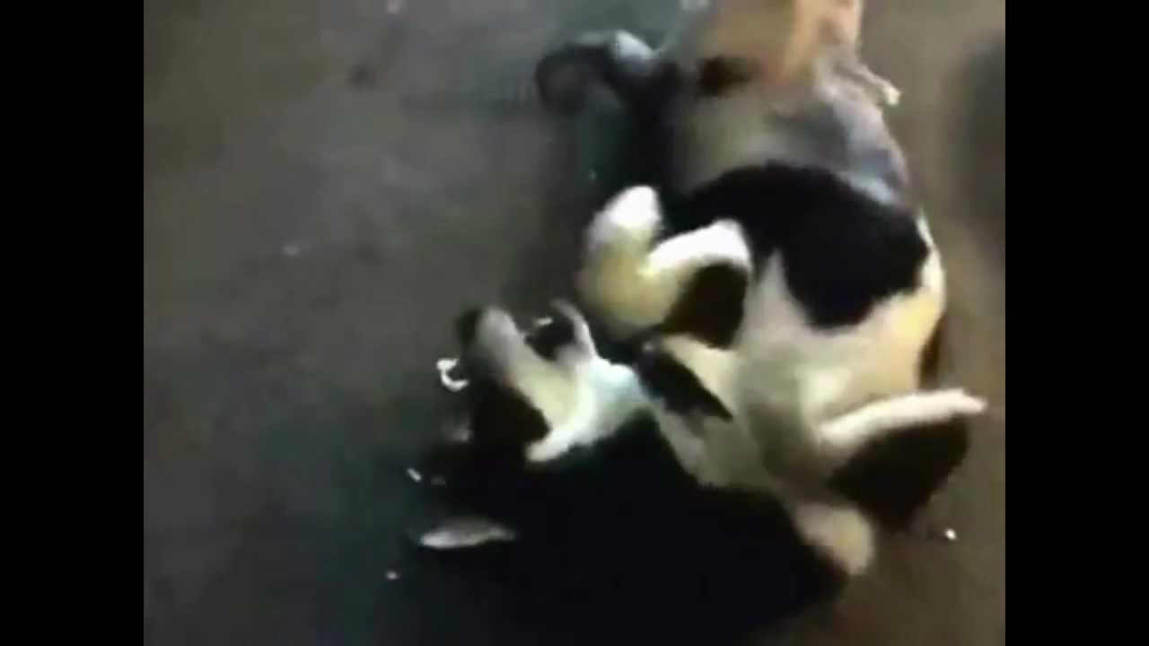 Shiba Shake Music Video - Shiba Prom 2012 - YouTube