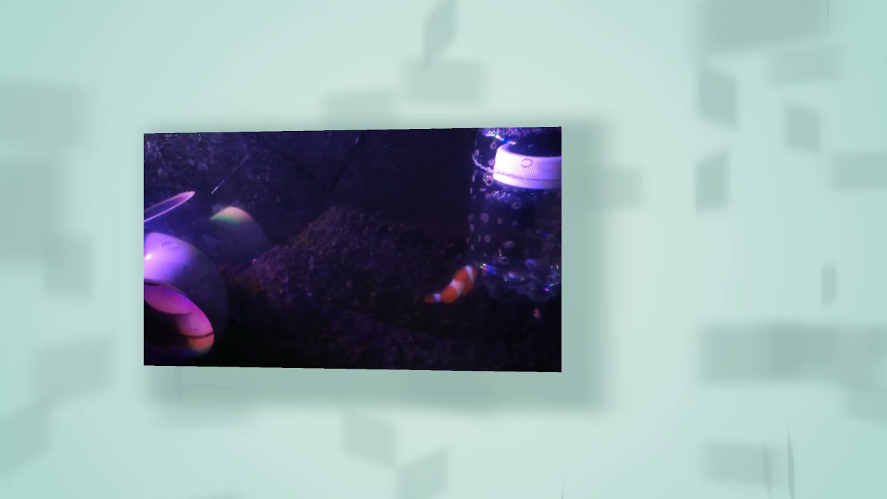 finding NEMO in pipe/clown fish/ little nemo/ikan badut - YouTube
