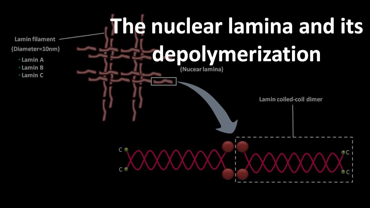 Nuclear lamina and its depolymerization - YouTube