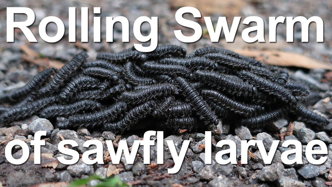 A rolling swarm of sawfly larvae - YouTube