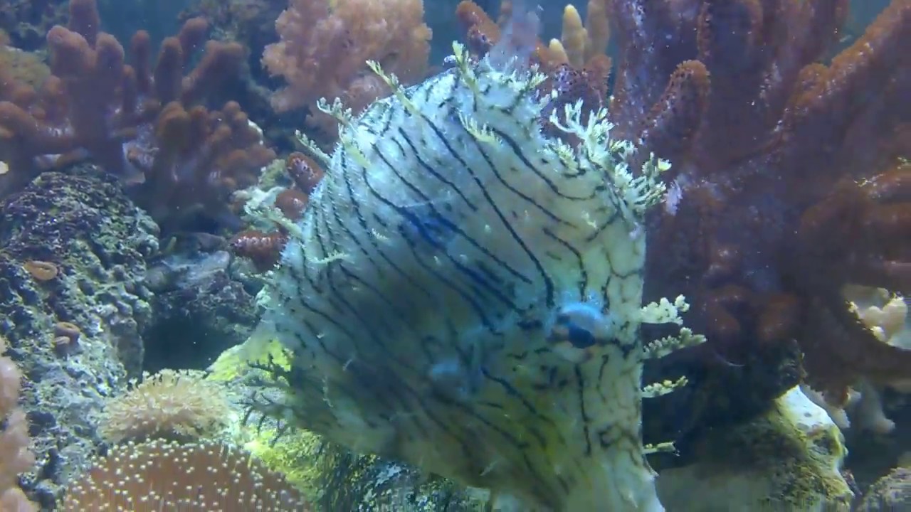 Chaetoderma penicilligera Xanthurum Acquari-Bologna Italy - YouTube