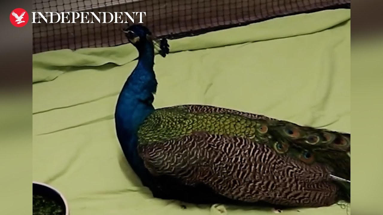 Injured animals take cover at LA animal rescue - YouTube
