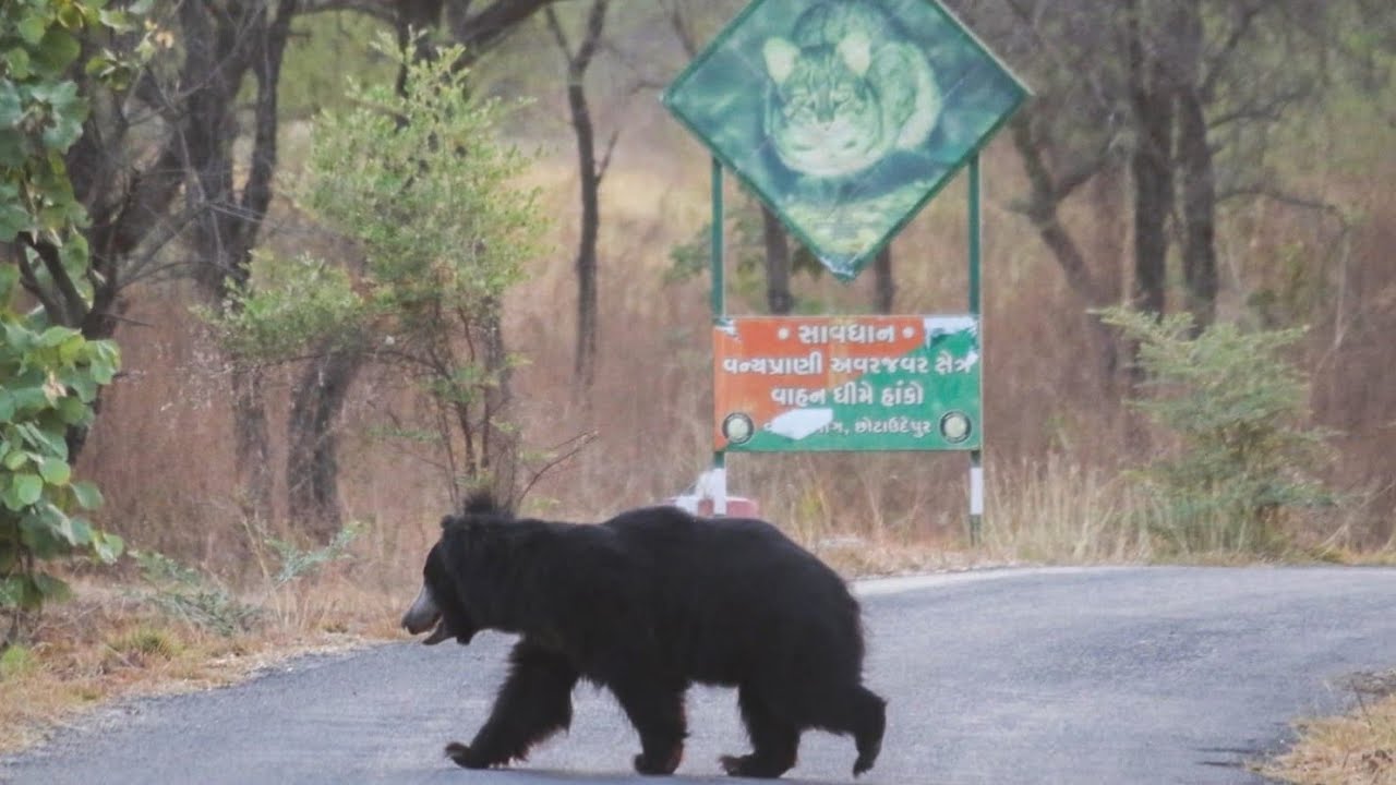Ratanmahal forest sloth bear sanctuary Gujarat vlogs | Leopard naldha ...