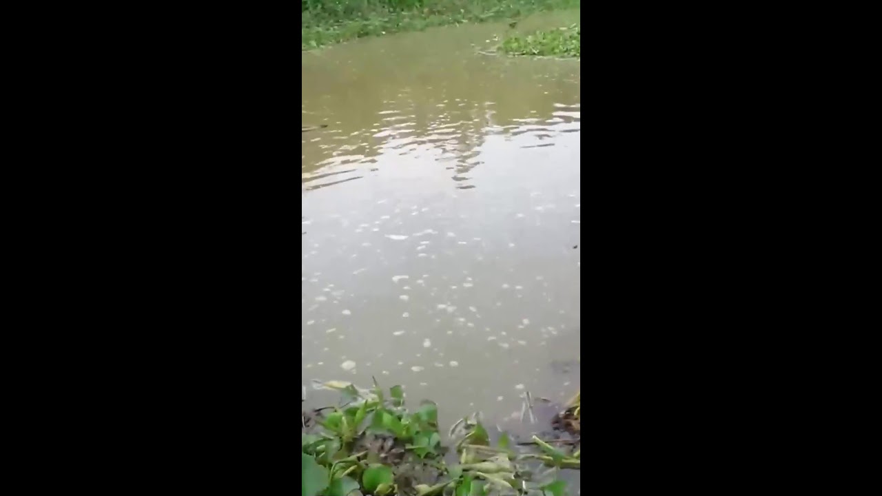 🐟 Incredible Fish Trap Using Centipede – 100KG Beast Caught! 🎣💥 # ...