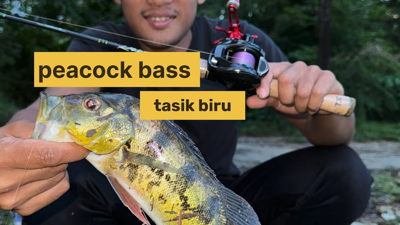 mancing peacock bass tasik biru - YouTube