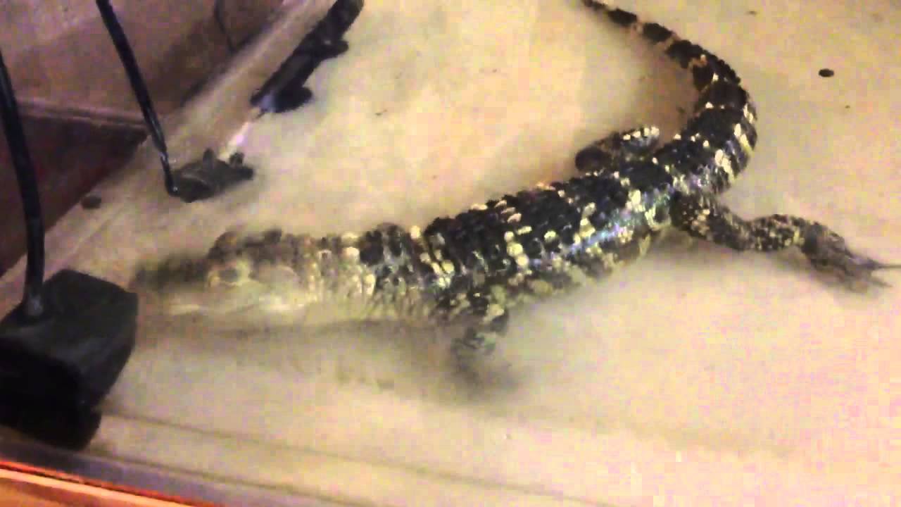American Alligator Feeding - YouTube