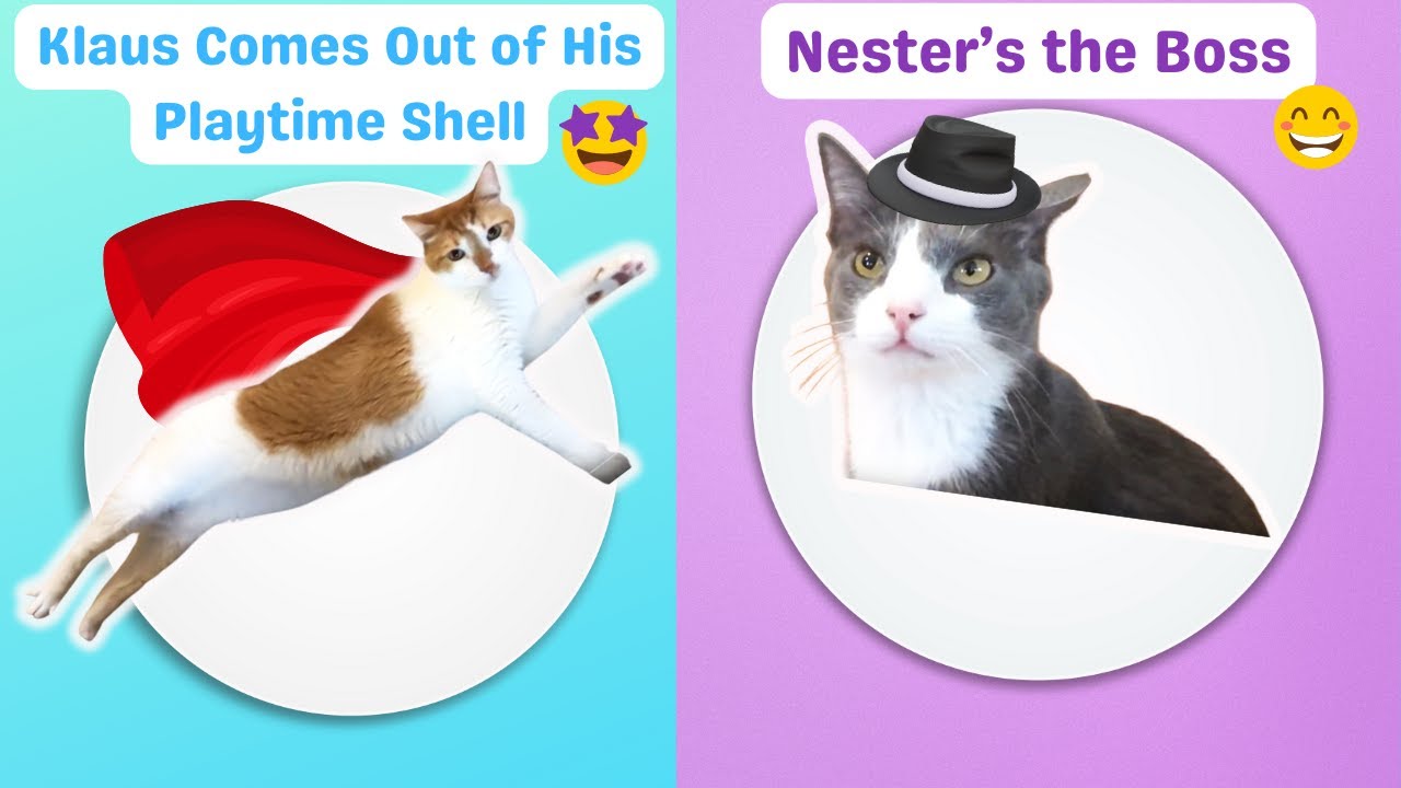 Cat Sitting | Adventures with Klaus and Nester (Part 2) - YouTube