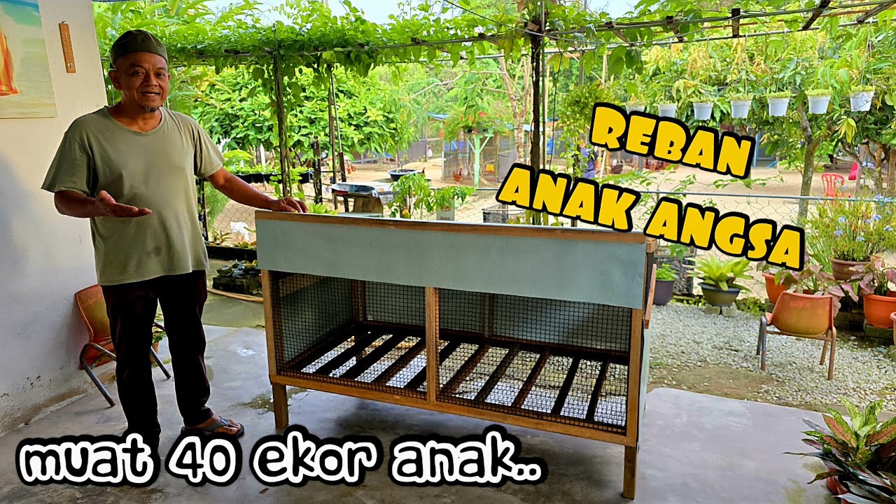 ️ REBAN ANAK ANGSA PRAKTIKAL SKALA RUMAHAN - YouTube