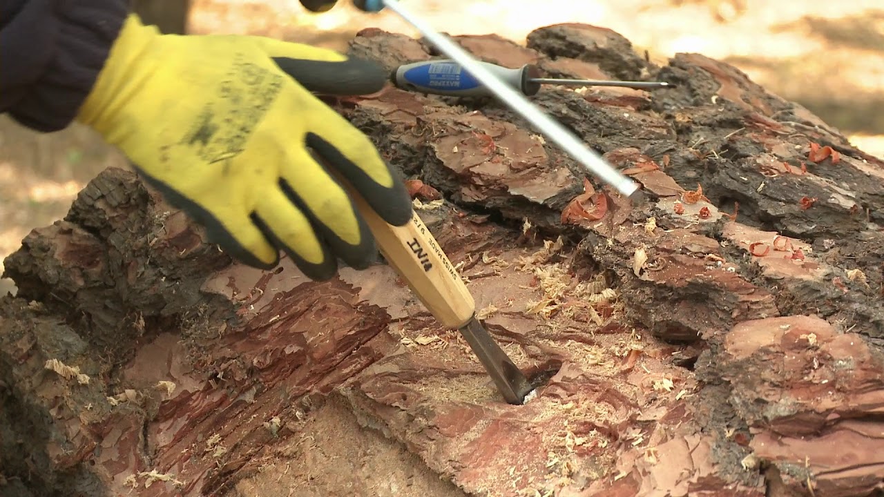 Timber legality Roundwood sampling - YouTube