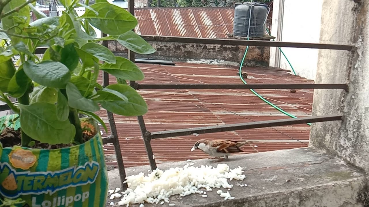 Amazing Sparrow Birds🐦| Chorui Pakhi | চড়ুই পাখি | House Sparrow Birds ...