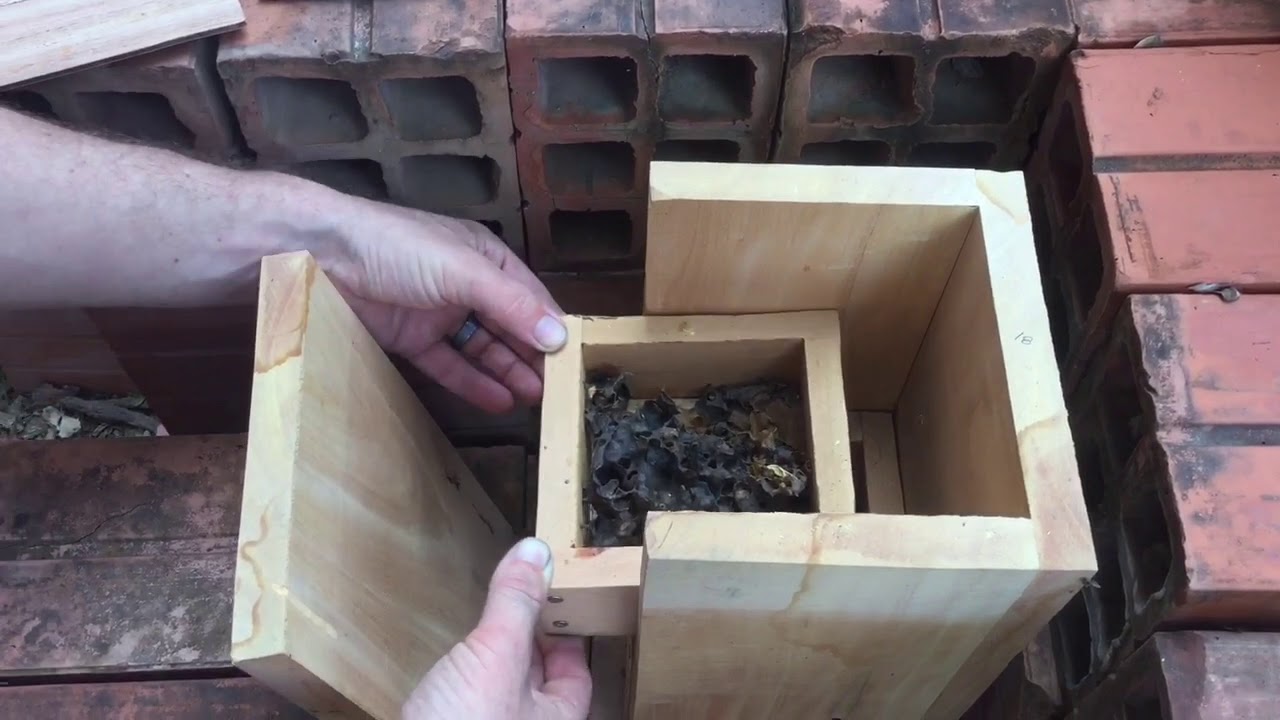 Checking on our stingless bee hive - YouTube