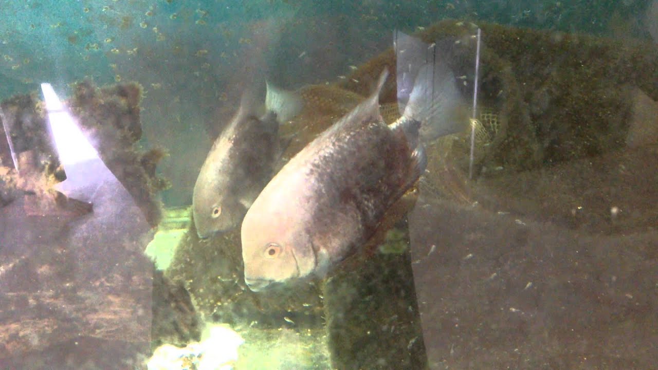 Paratheraps Breidohri Breeding - YouTube
