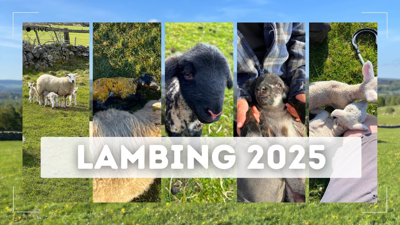 Welcome To Lambing 2025 - YouTube