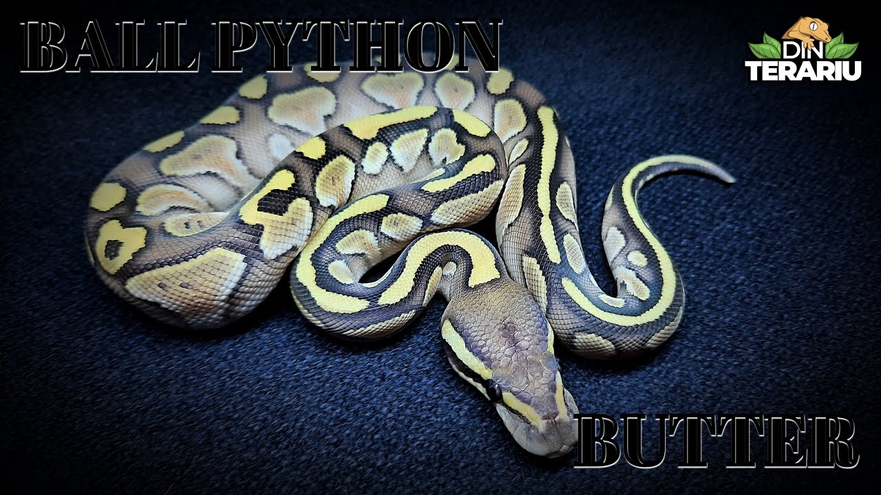 Piton regal - Butter/Lesser - YouTube