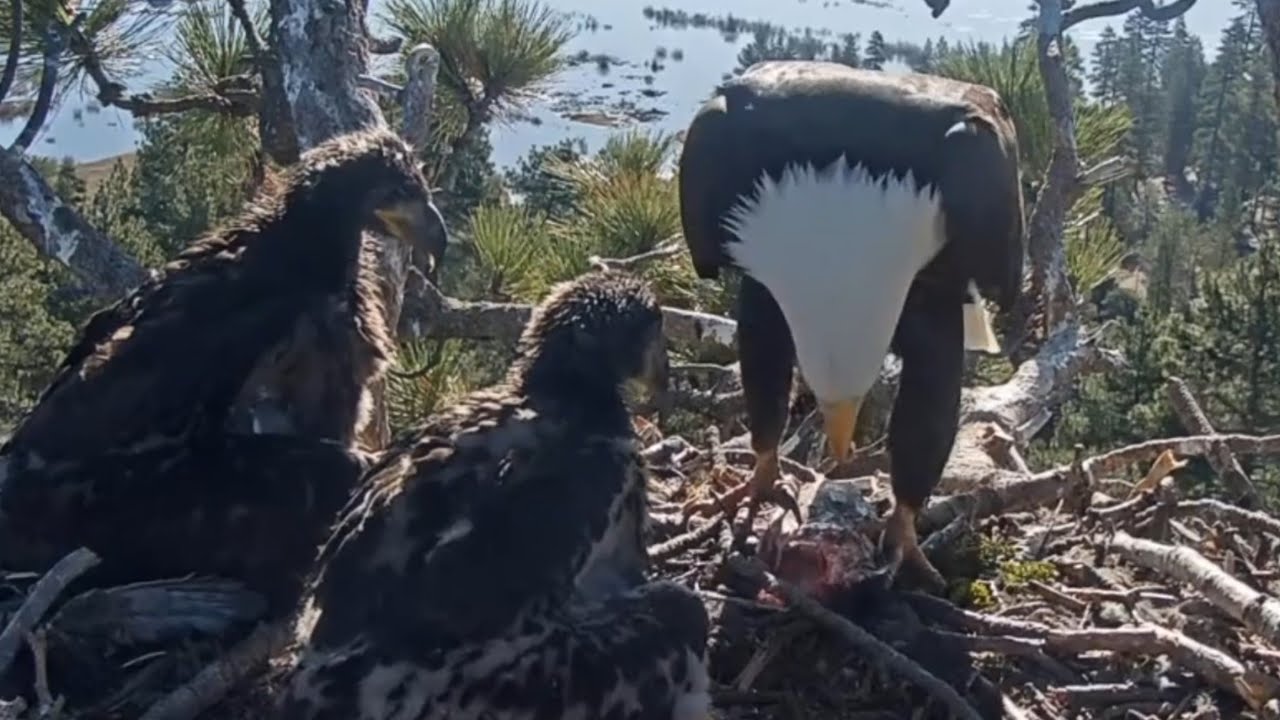 Shadow brings fish and feed both eaglets | Big Bear Bald Eagle | Apr 16 ...