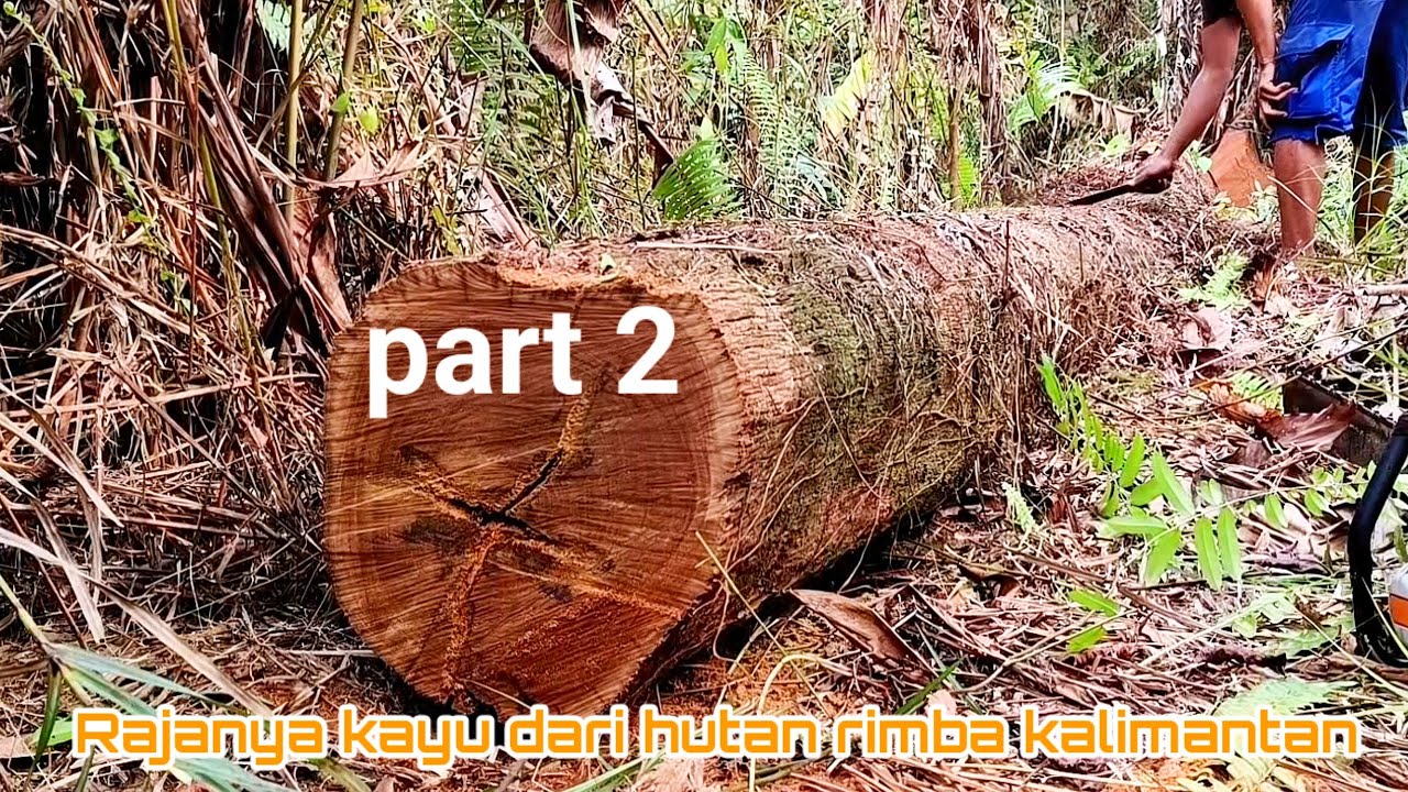Part2 Rajanya kayu ulin di hutan rimba kalimantan - YouTube