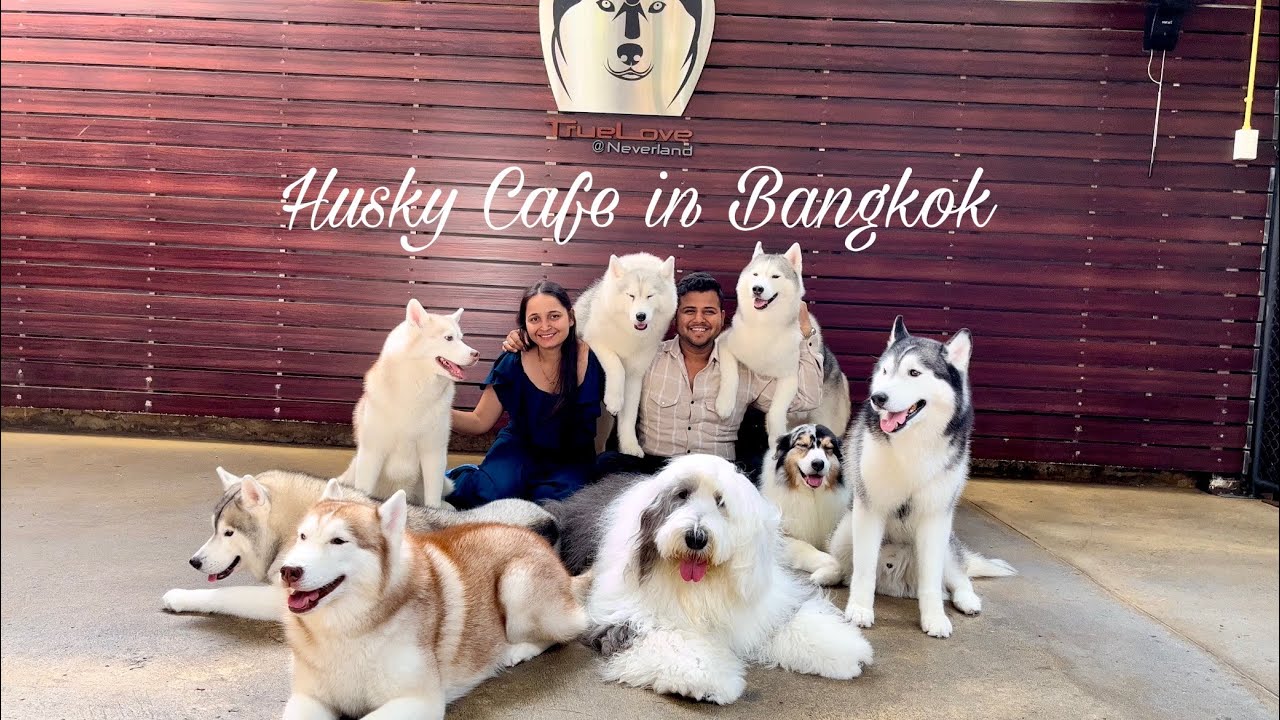 Husky Cafe in Bangkok | TrueLove at Neverland - YouTube