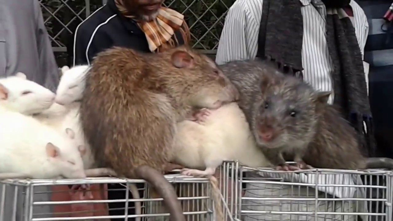Awesome, Amazing Rat Tricks - YouTube