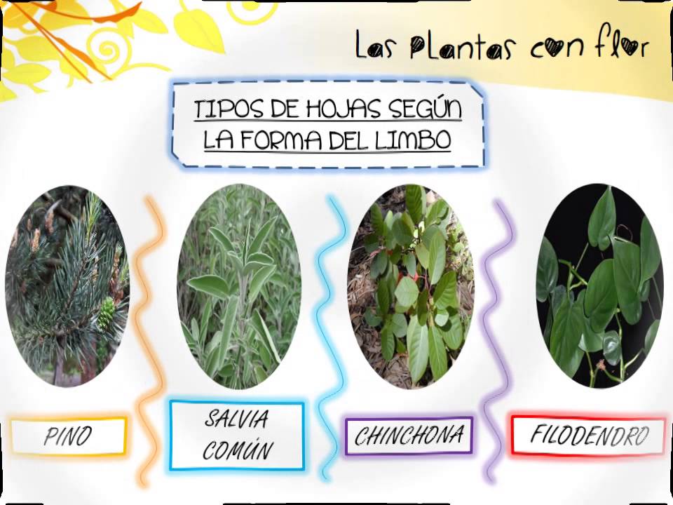 POWER POINT PARA 5º DE E.P. SOBRE LAS PLANTAS - YouTube