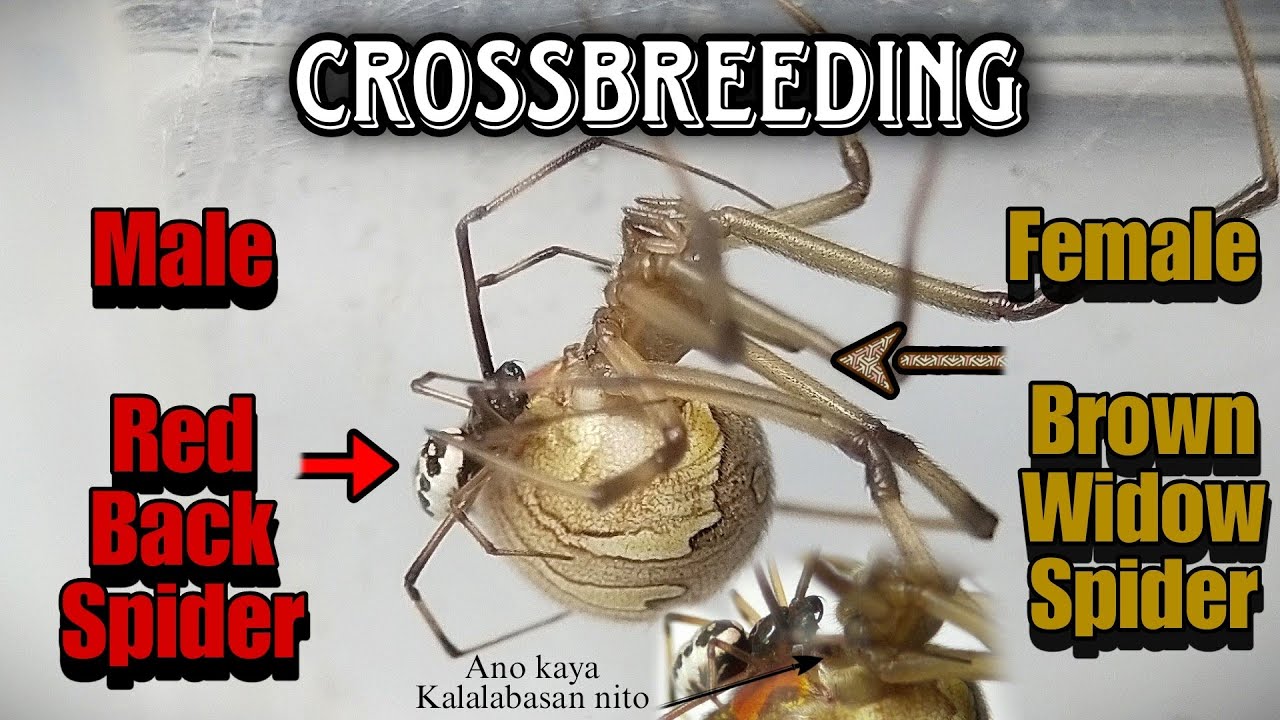 CROSSBREEDING RedBack Spider and Brown Widow 😎/ AKALAIN MO YUN 😮 - YouTube