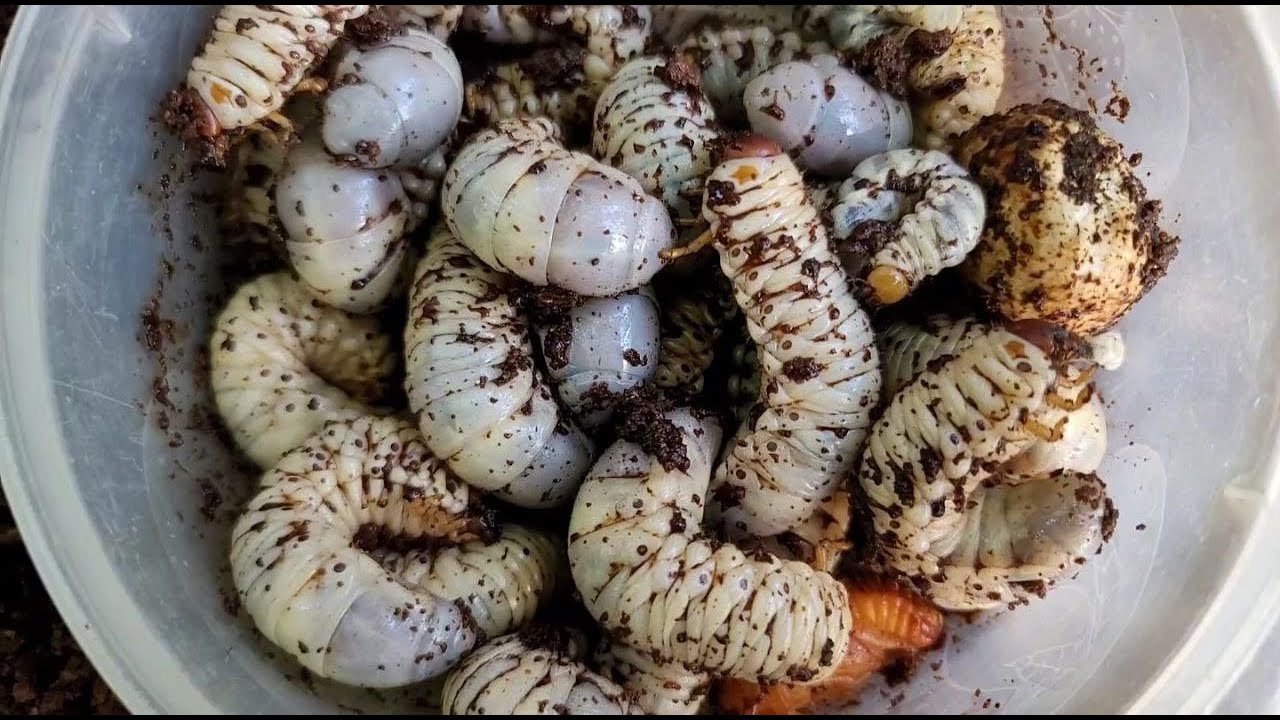 Looking Insect Meet Beetle Worm #nature #animal #Lava #nature - YouTube