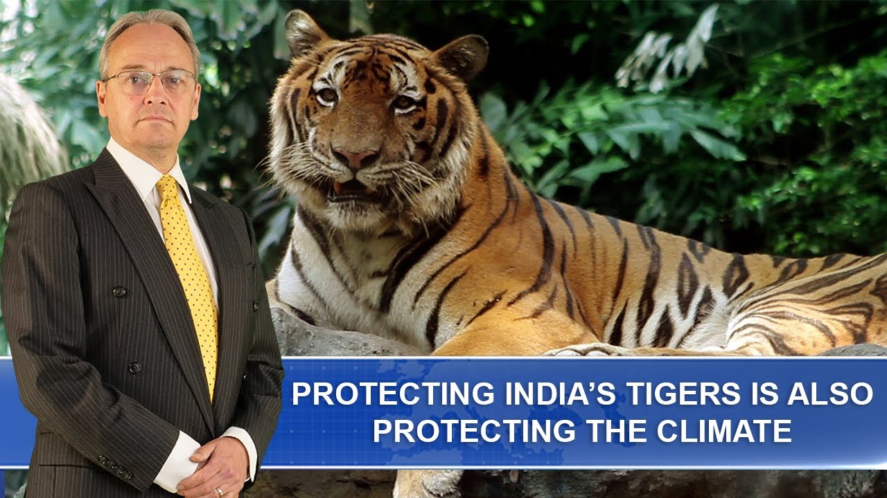 Protecting India's tigers proved to be good for climate - YouTube