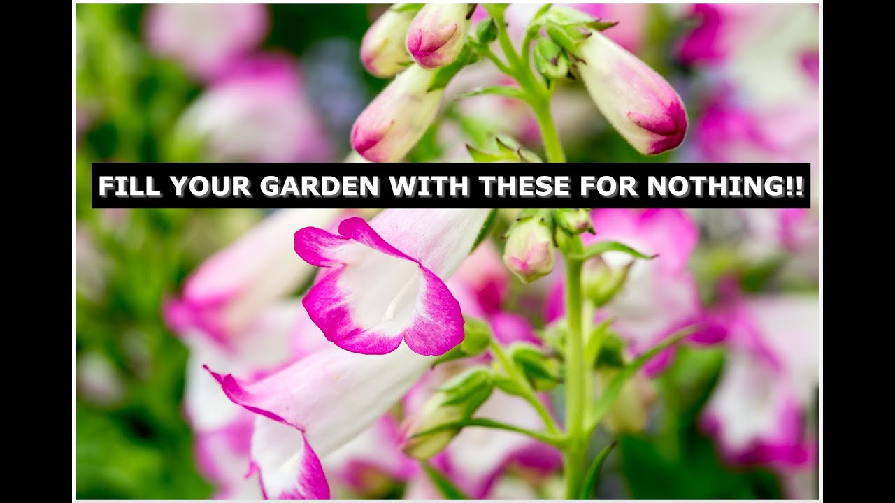 How to take cuttings of Penstemon and fill your garden with colour ...