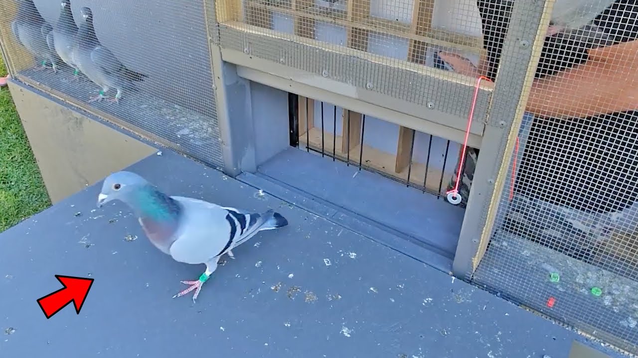 My Pigeons Out Flying & Trapping - YouTube