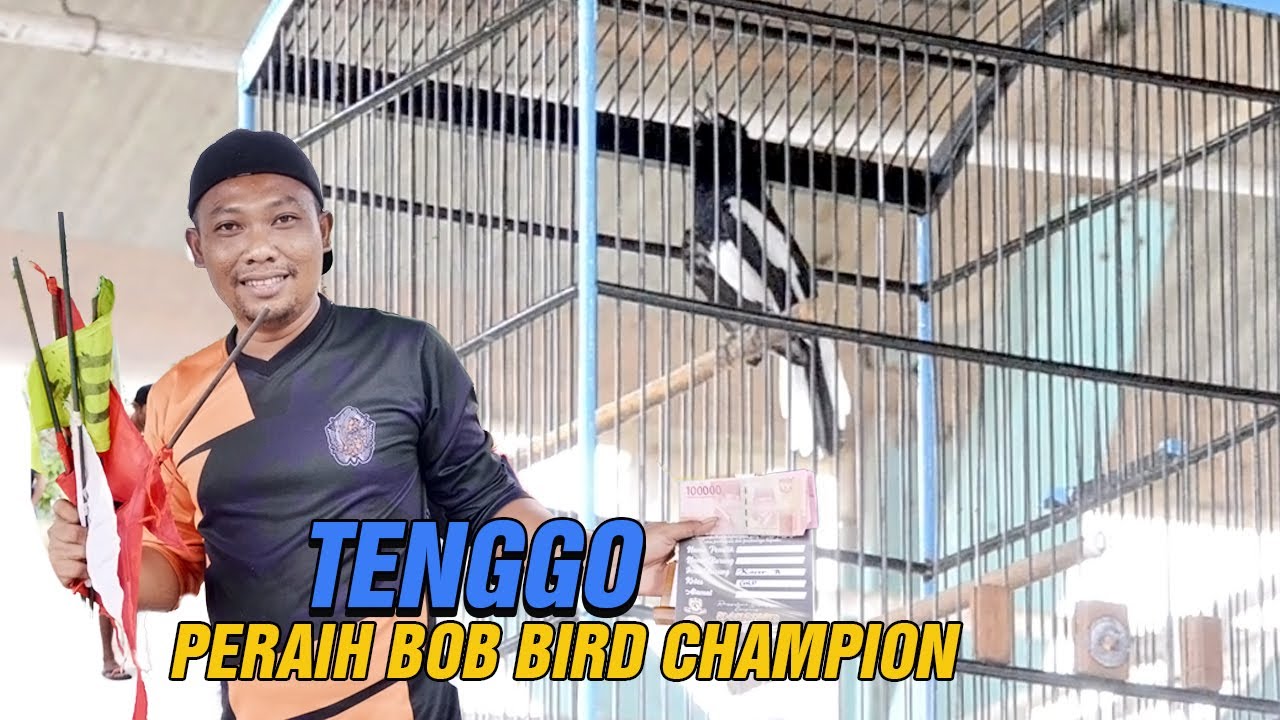 PUNYA SENJATA BARU !! TENGGO - YouTube
