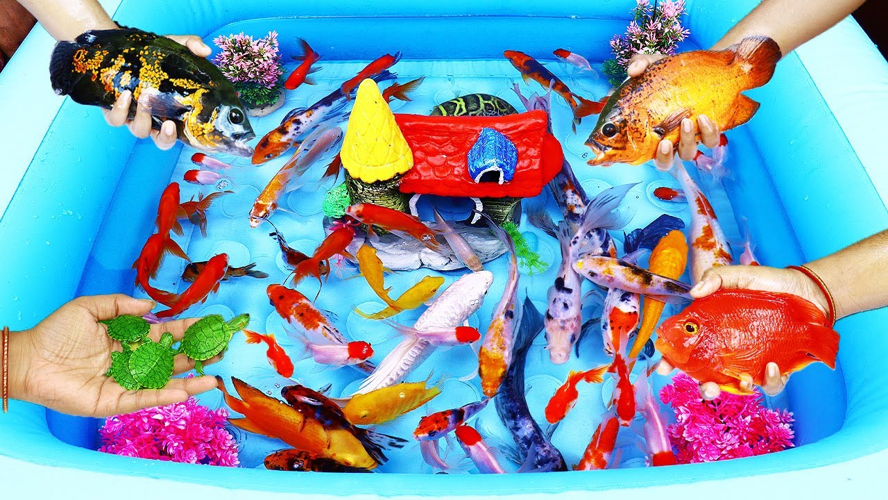 Tortoise shell Japanese koi carp kissing fish Molly guppy puffer King ...