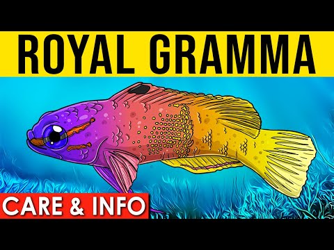 Royal Gramma Basslet | Royal Gramma Basslet Info and Care | All About The Royal Gramma Basslet