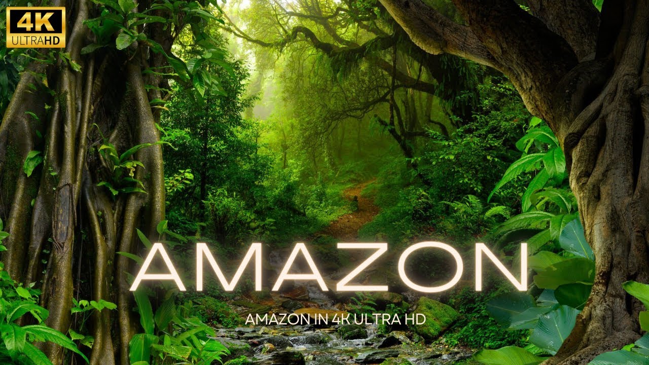 Amazon 4k: la selva tropical más grande del mundo - YouTube