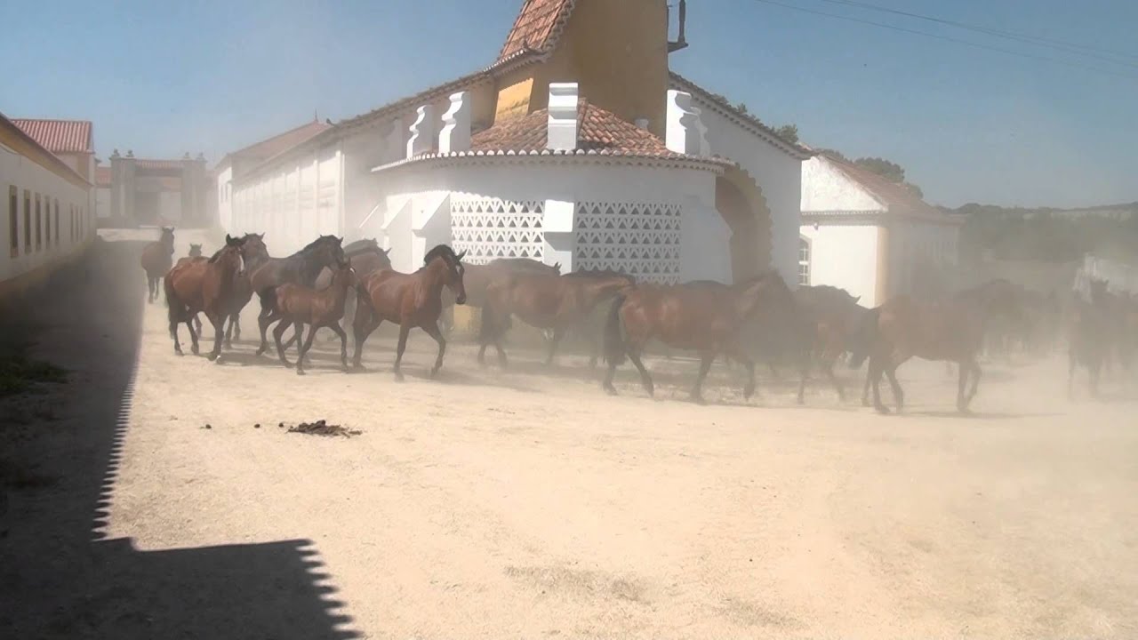 Alter Real Horses - YouTube