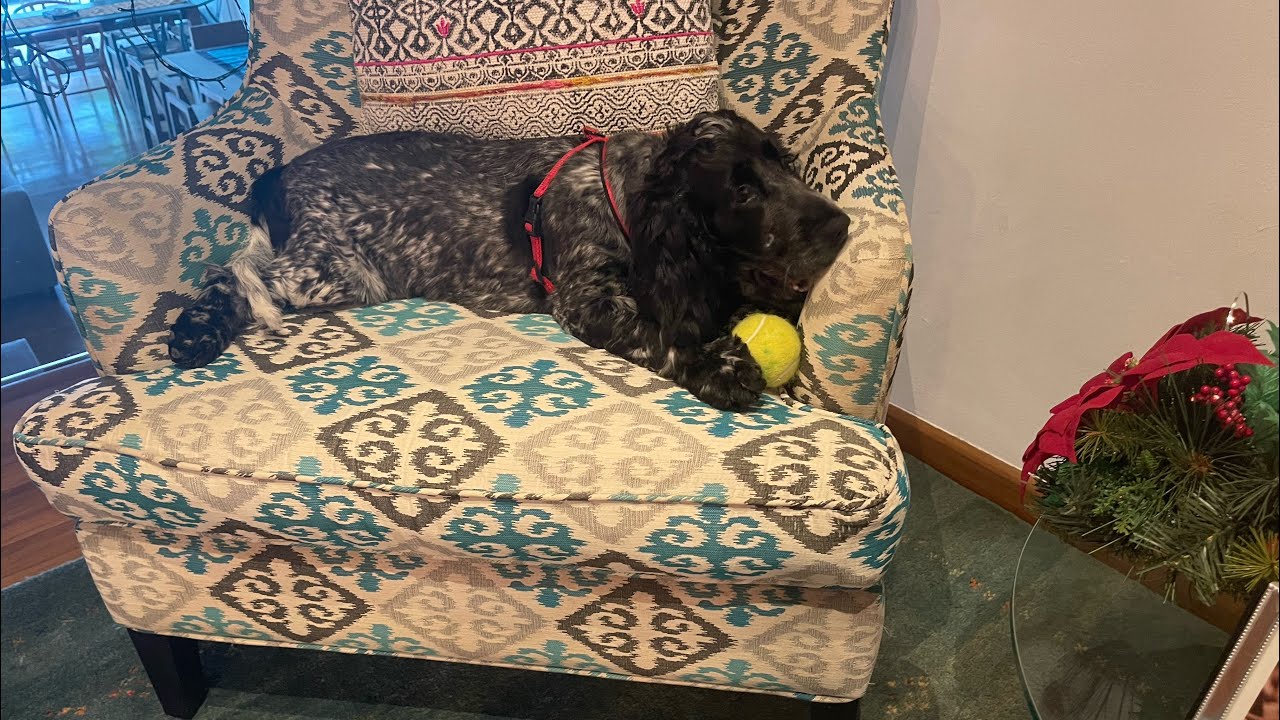 GOODBYE 5 MONTH OLDS FUR BABY MILA MORE BOUNCHY AND NAUGHTINESS ...