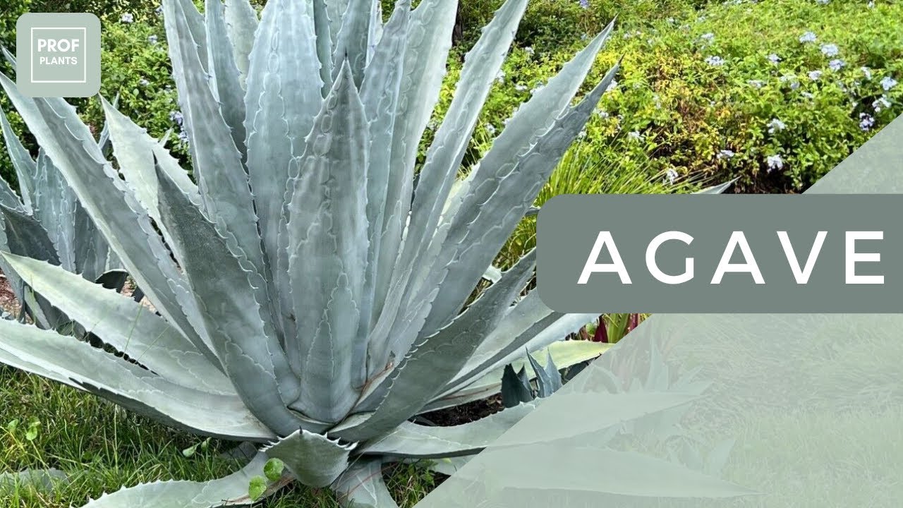 L'AGAVE AMÉRICAINE : UNE PLANTE MAJESTUEUSE POUR VOTRE JARDIN - YouTube