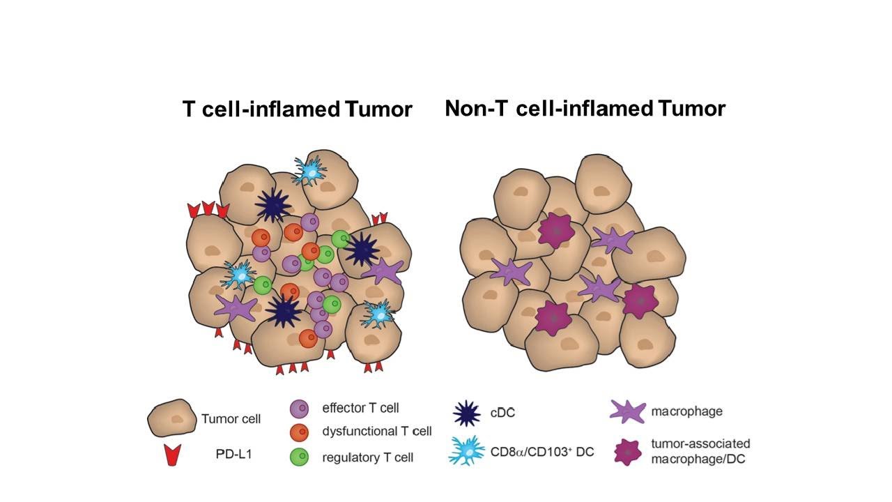 Deciphering Immuno-oncology: Targeting Innate Immunity in Cancer - YouTube