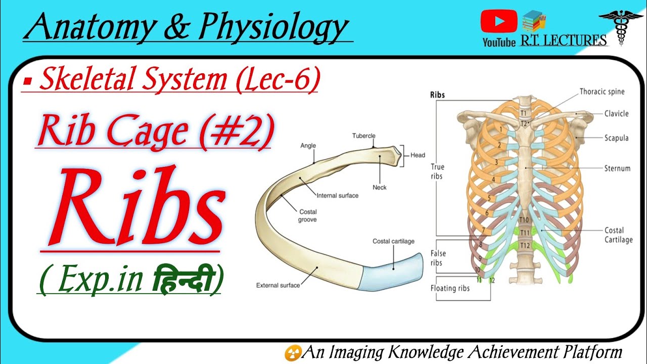 Ribs || Rib Cage || Axial skeleton system || Skeletal system || Anatomy ...