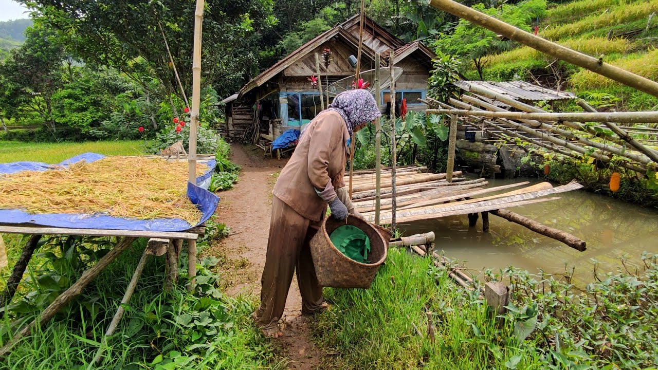 INTIP KEHIDUPAN DI KAMPUNG GUNUNG HALU|| SUASANA SEJUK DAN TENANG - YouTube