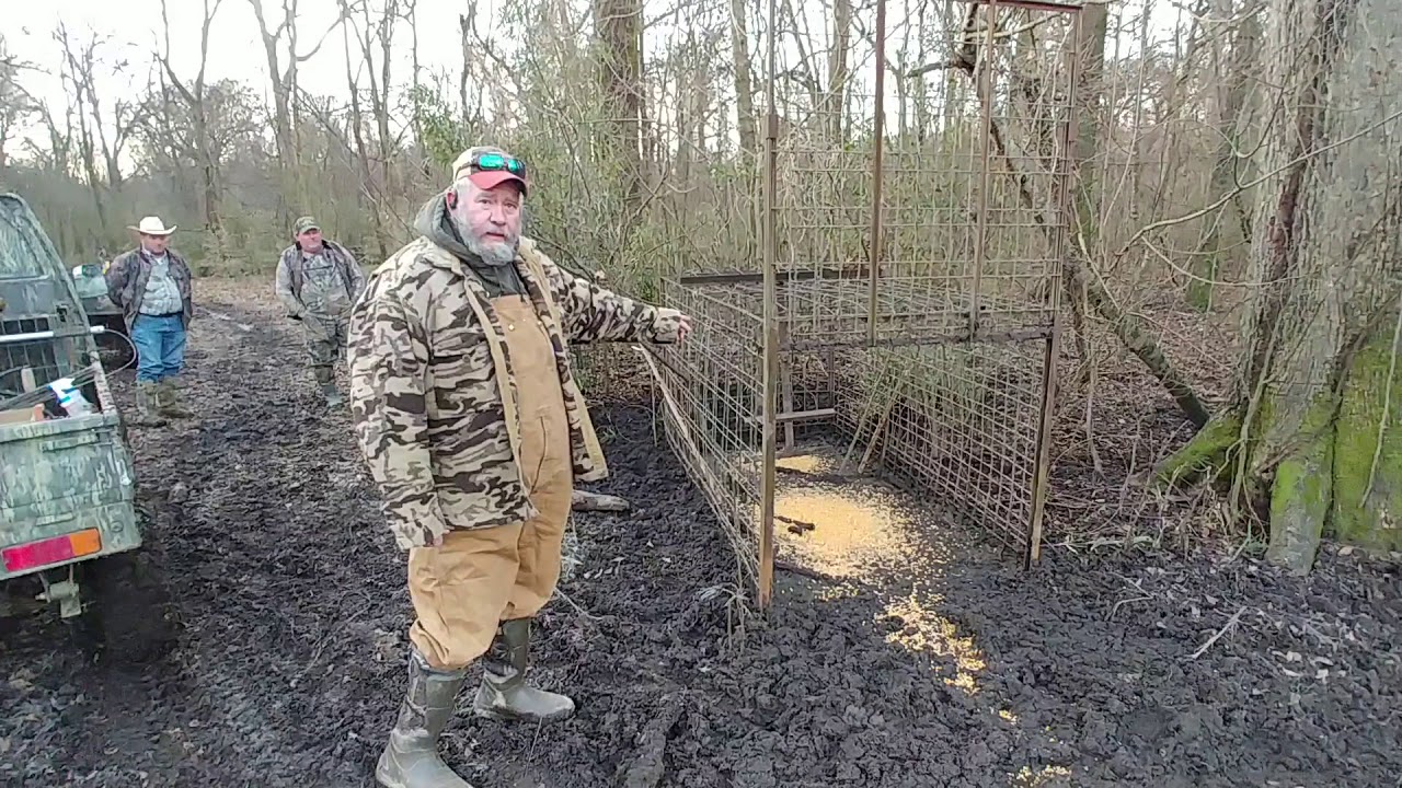 Hog trapping, but hog snaring is king - YouTube