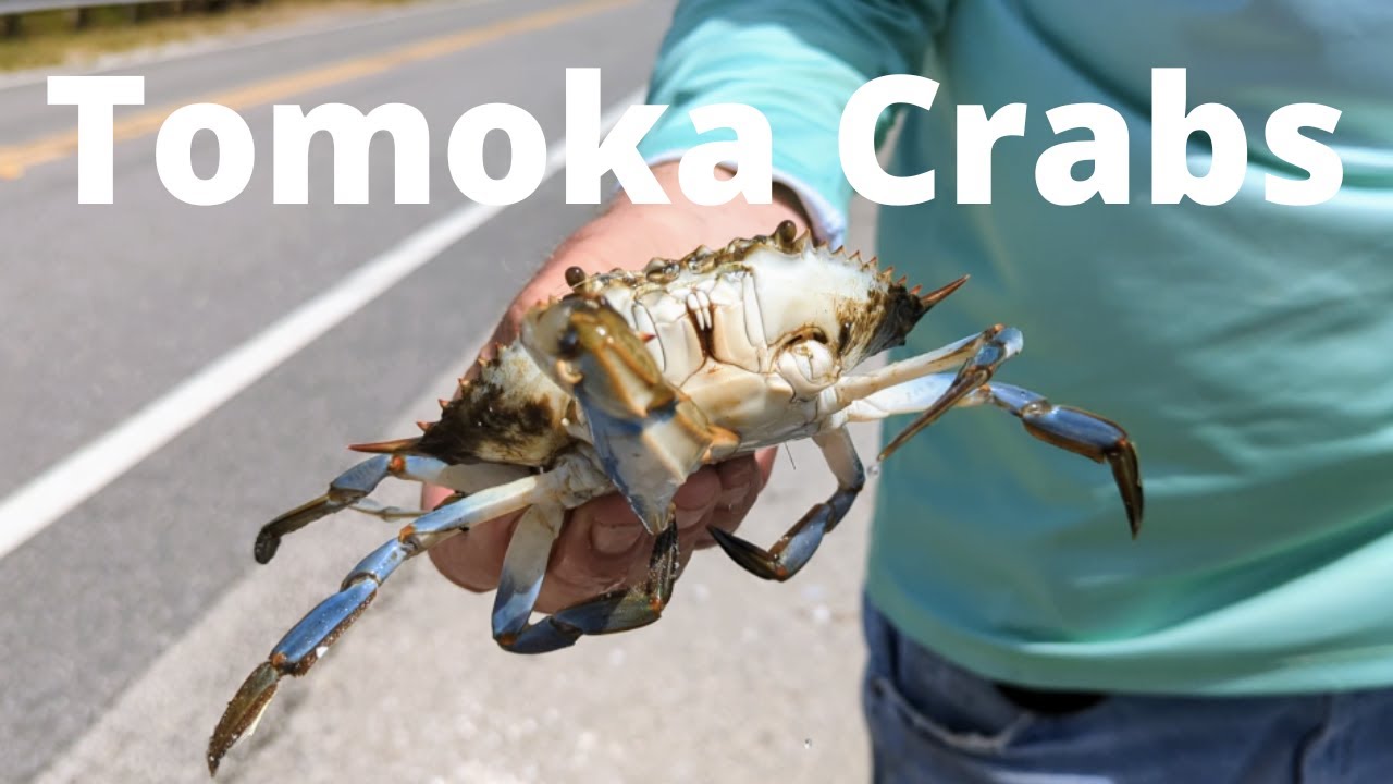 Blue Crabs, Catching Some For Dinner - YouTube
