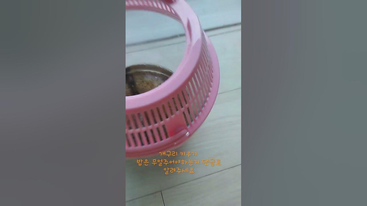개구리키우기 참개구리 Youtube