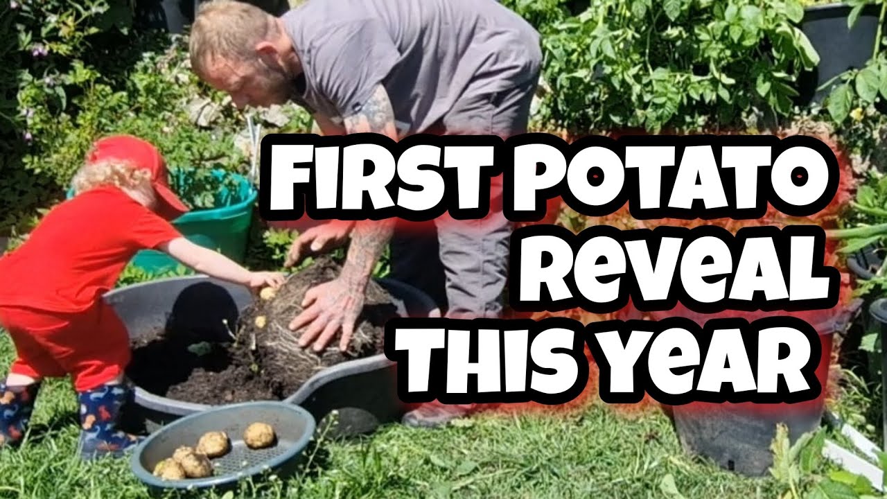 First Early Potatoe Harvest [GROWING POTATOS I POTS] #potato - YouTube