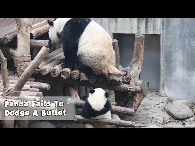 Grappige Panda Met Pistool