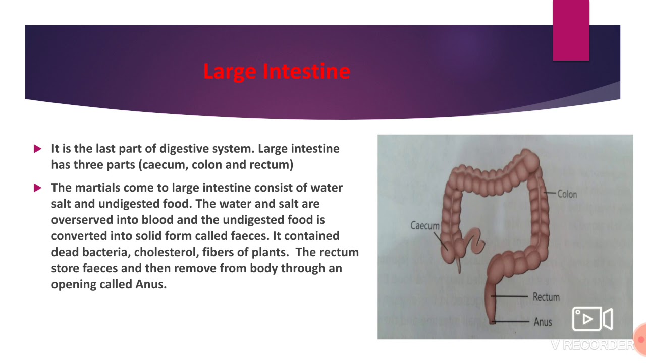 Lecture 5 problem of Human Digestive System Class 7 - YouTube