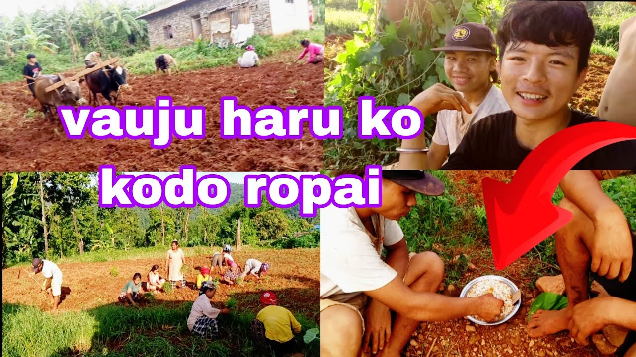 aaj vauju haru ko kodo ropai guys 😎😎🙏🙏🙏 - YouTube