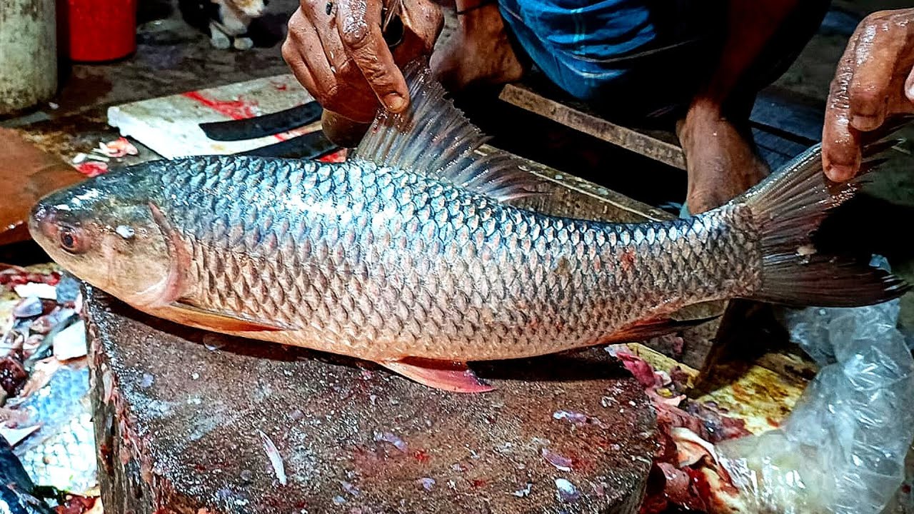 rohu fish bengali cut||rohu fish fillet cutting||giant rohu fish ...