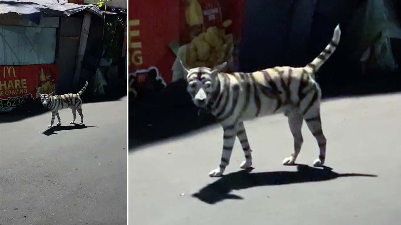 Zebra Dog Seen In The Philippines - YouTube